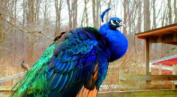 Pavão Cor de Rosa Existe? | Mundo Ecologia