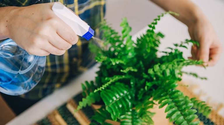 Como Plantar Samambaia no Xaxim? | Mundo Ecologia