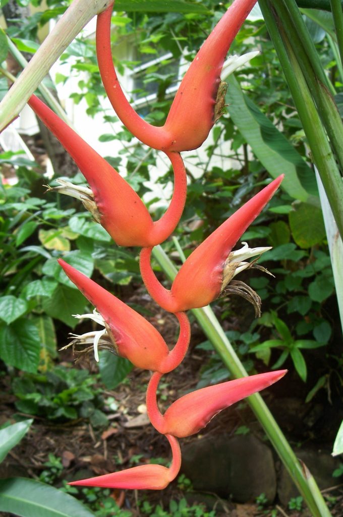 Heliconia Latispatha | Mundo Ecologia