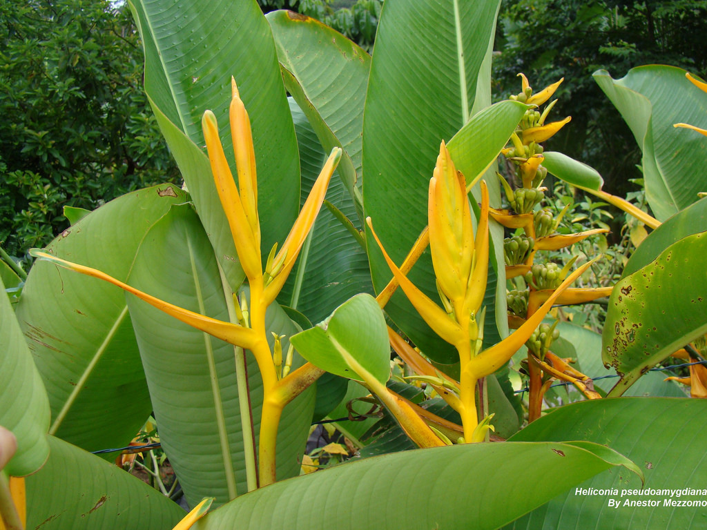 Heliconia Latispatha – Mundo Ecologia