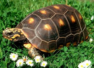Características do Jabuti – Mundo Ecologia