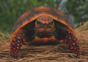 Características do Jabuti – Mundo Ecologia