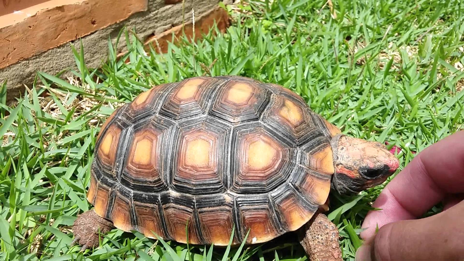 Tudo Sobre o Jabuti Piranga – Mundo Ecologia