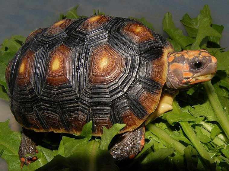 Características do Jabuti – Mundo Ecologia