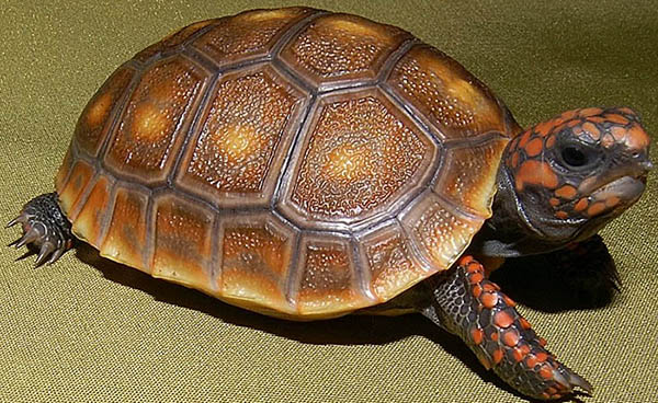 Características do Jabuti – Mundo Ecologia