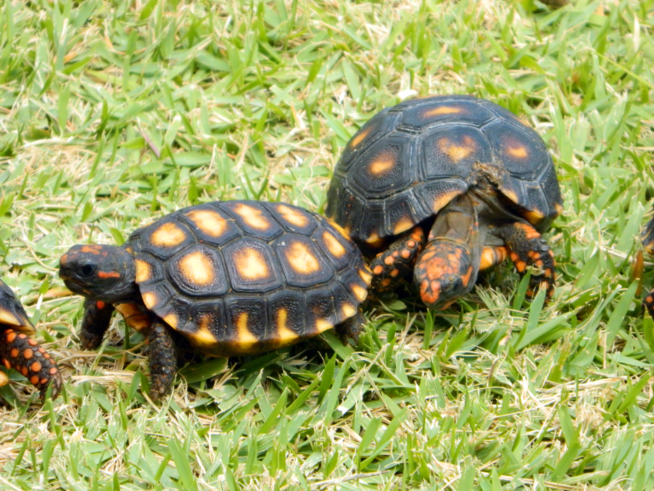 Características do Jabuti – Mundo Ecologia