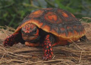 Características do Jabuti – Mundo Ecologia