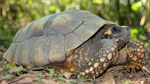 Características do Jabuti – Mundo Ecologia