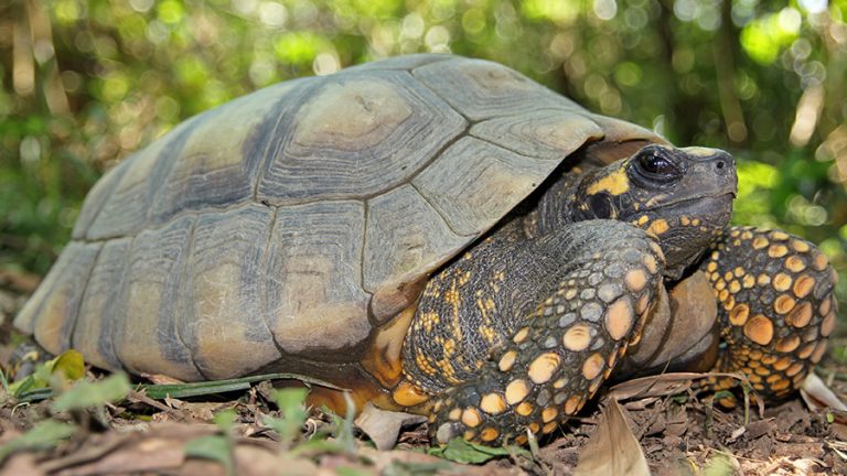 Características do Jabuti – Mundo Ecologia