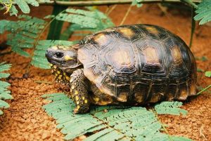 Características do Jabuti – Mundo Ecologia