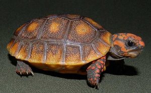 Características do Jabuti | Mundo Ecologia