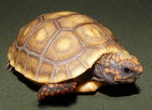 Características do Jabuti – Mundo Ecologia