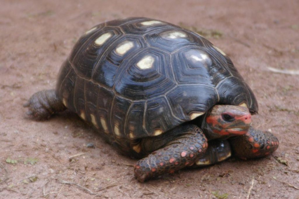 Características do Jabuti – Mundo Ecologia