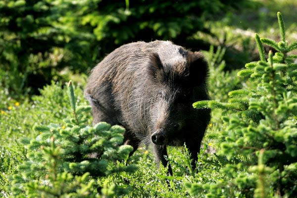 Javali: Peso, Altura e Anatomia | Mundo Ecologia