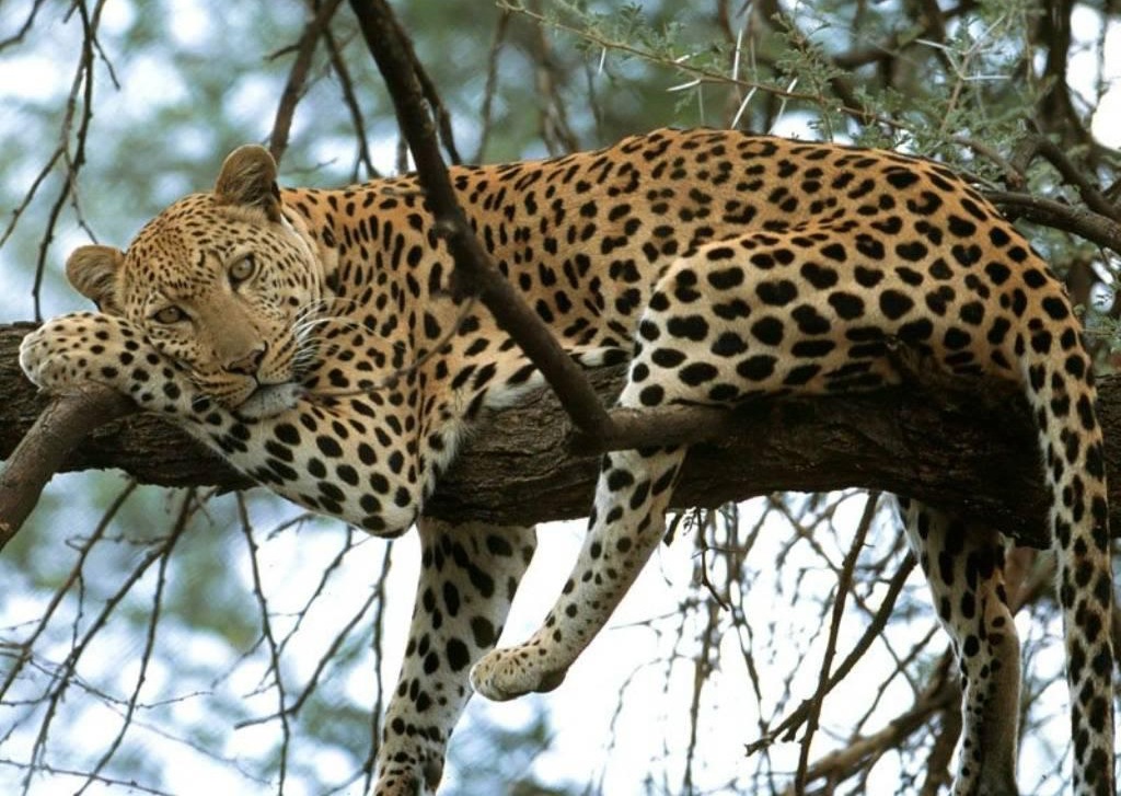 Espécies de Leopardo – Mundo Ecologia