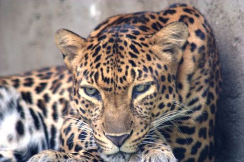Espécies de Leopardo – Mundo Ecologia