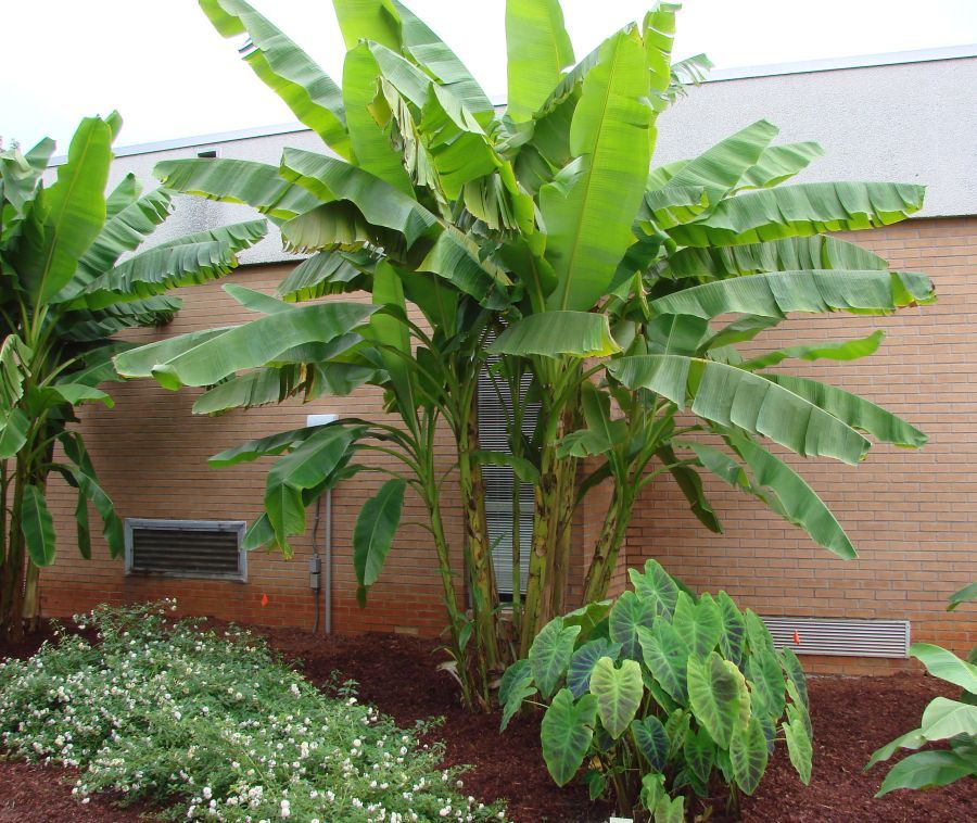 Musa Paradisíaca: Família – Mundo Ecologia