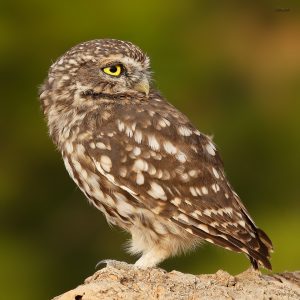 Corujas Brasileiras – Mundo Ecologia