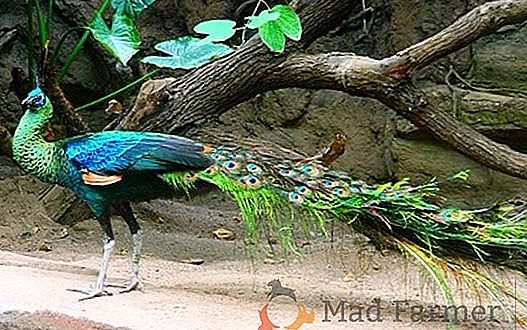 Pavão Verde Java | Mundo Ecologia