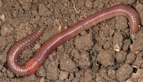 Características Gerais da Minhoca | Mundo Ecologia