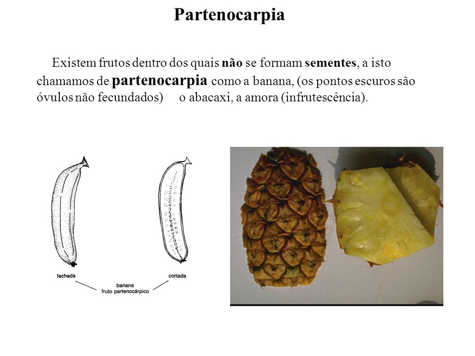 Fruto Partenocárpico – Mundo Ecologia