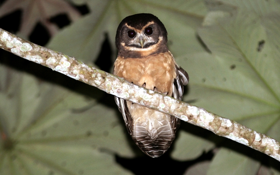 Corujas Brasileiras – Mundo Ecologia