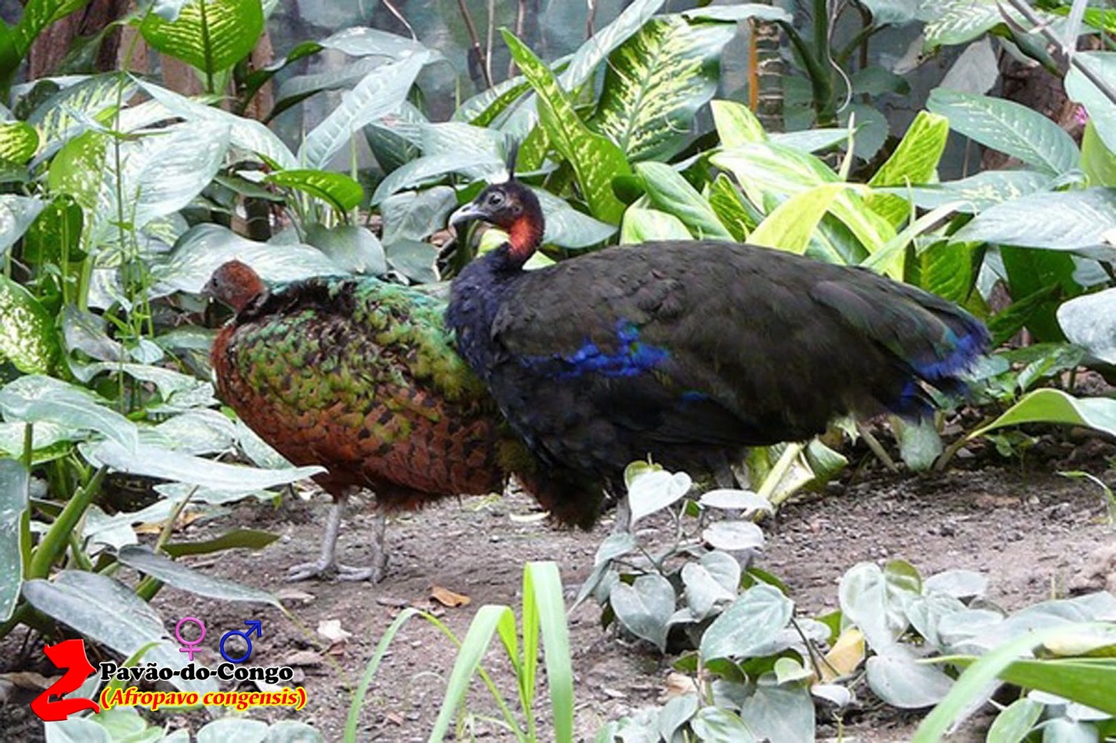 Pavão do Congo | Mundo Ecologia