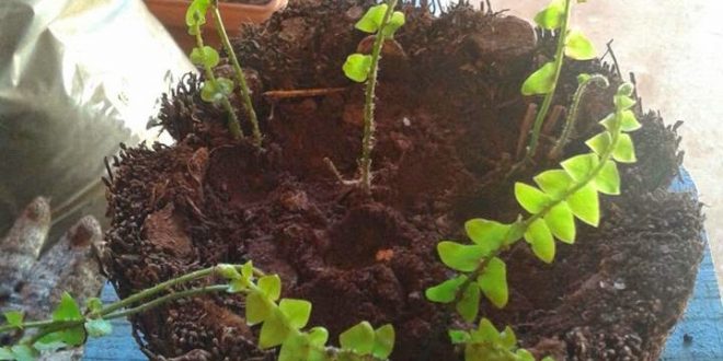 Como Plantar Samambaia no Xaxim? | Mundo Ecologia