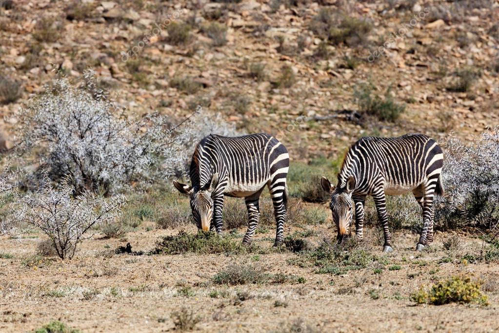 Zebra Nome Científico | Mundo Ecologia