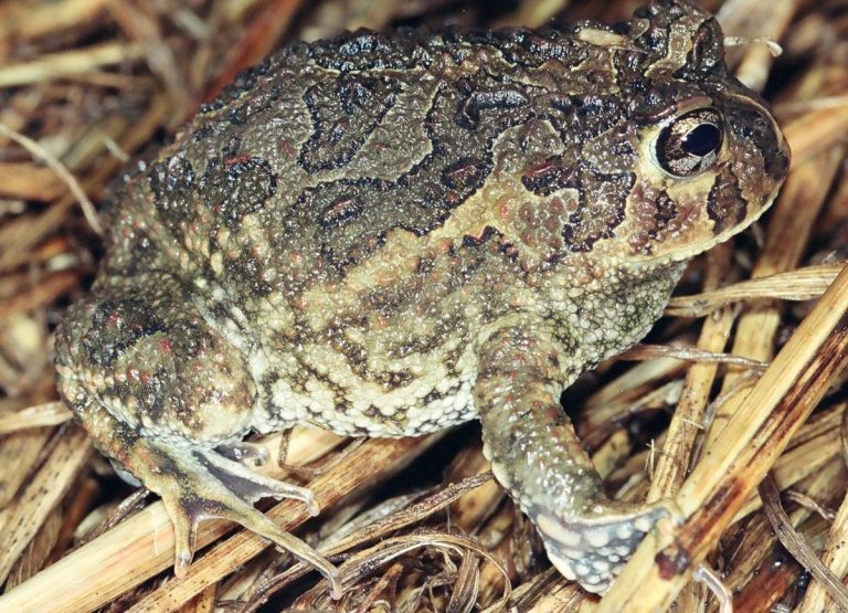 Sapo Boi: Peso, Tamanho e Nome Científico – Mundo Ecologia