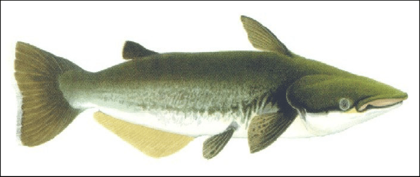 Peixe Em Extinção No Pantanal Existe? | Mundo Ecologia