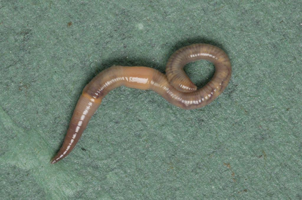 Família da Minhoca – Mundo Ecologia