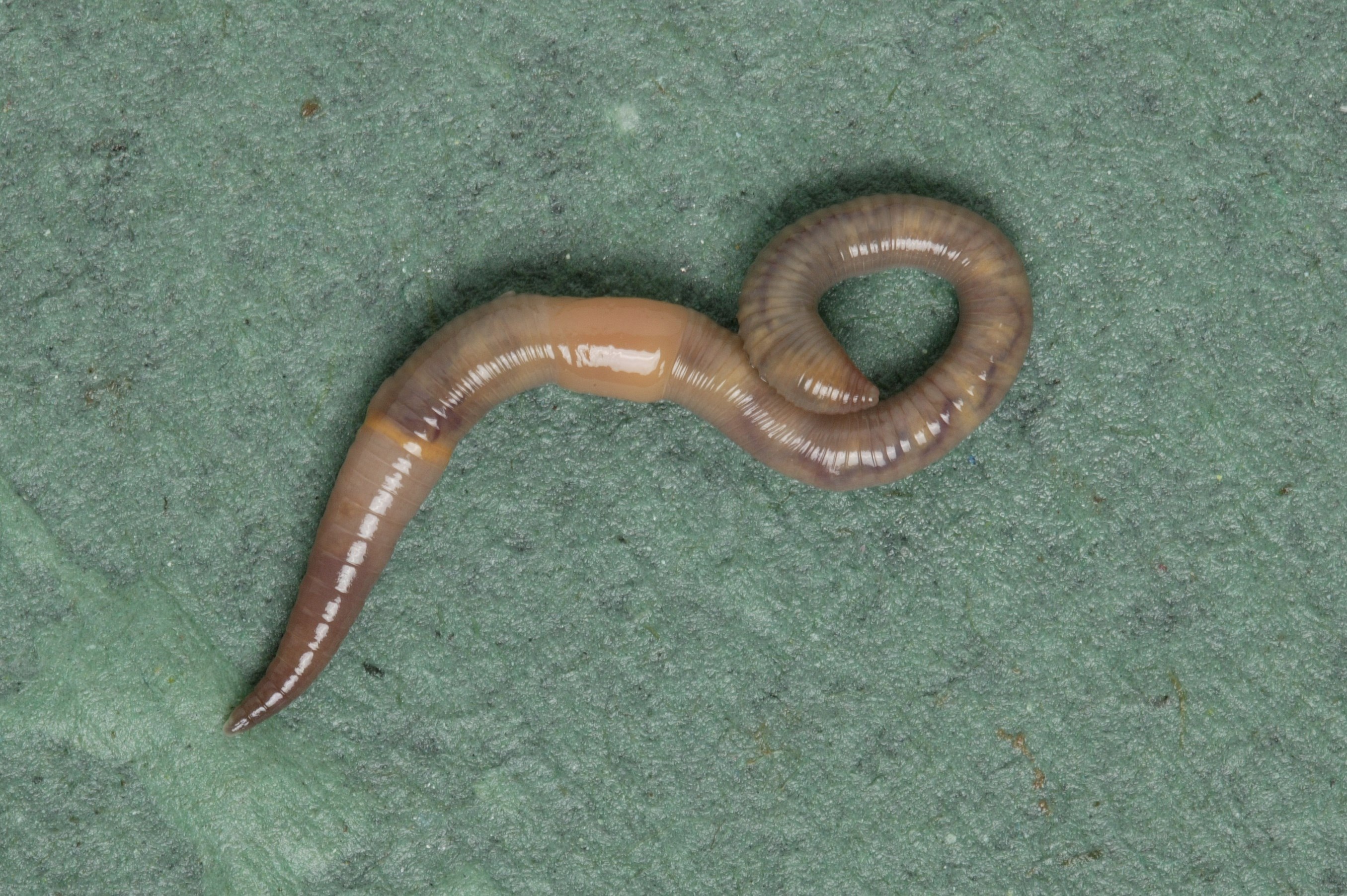 Família da Minhoca – Mundo Ecologia