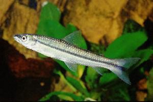 Peixe Em Extinção No Pantanal Existe? | Mundo Ecologia