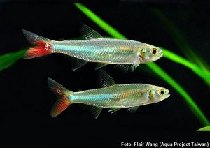 Peixe Em Extinção No Pantanal Existe? | Mundo Ecologia