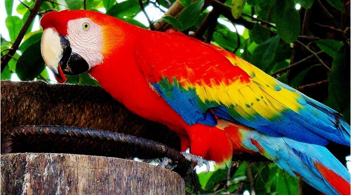 Características dos Animais do Cerrado – Mundo Ecologia