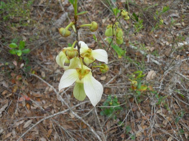 Origem da Banana Missouri | Mundo Ecologia