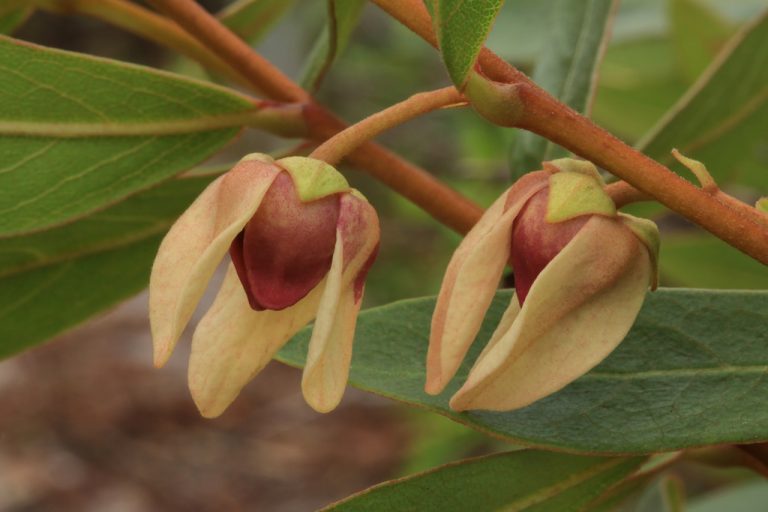 Origem da Banana Missouri | Mundo Ecologia