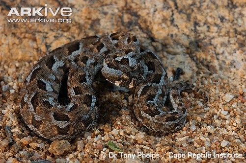 Animais Extintos Redescobertos – Mundo Ecologia