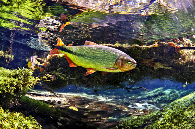 Peixe Em Extinção No Pantanal Existe? | Mundo Ecologia