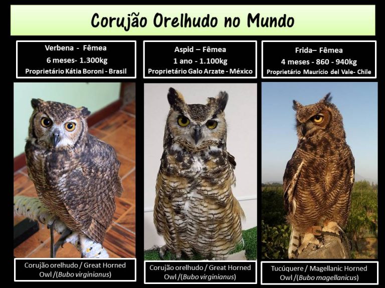 A Maior Coruja do Brasil – Mundo Ecologia