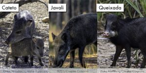 Diferença Entre Cateto e Javali | Mundo Ecologia