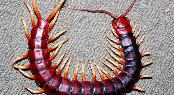 Centopéia de Jardim Características | Mundo Ecologia