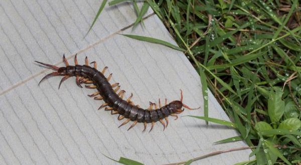 Centopeia Pequena | Mundo Ecologia