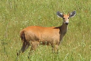 Características dos Animais do Cerrado – Mundo Ecologia