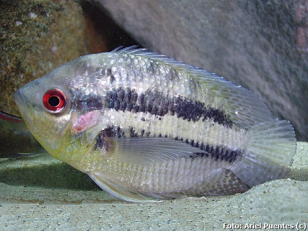 Peixe Em Extinção No Pantanal Existe? | Mundo Ecologia