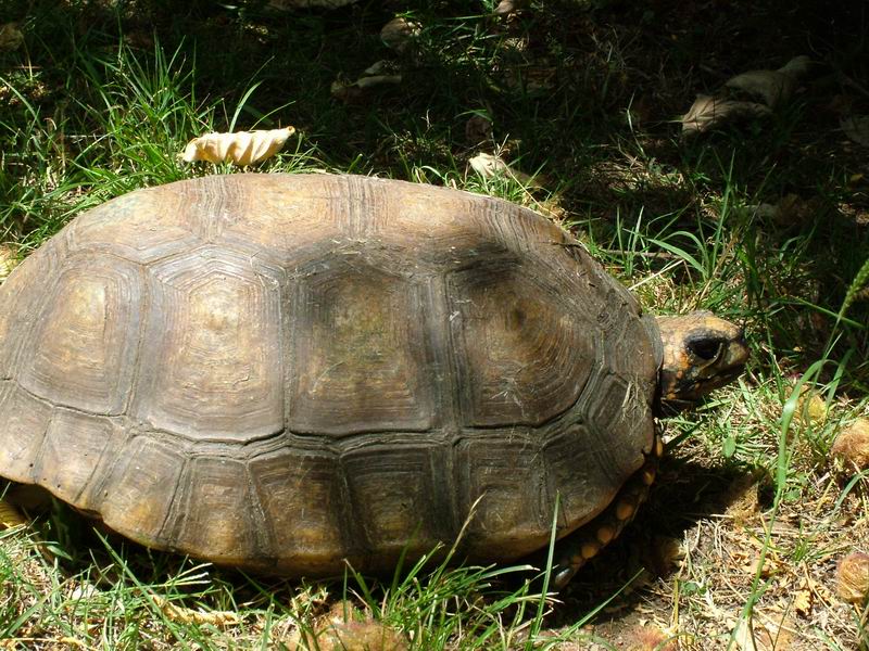 Tudo Sobre Jabuti | Mundo Ecologia