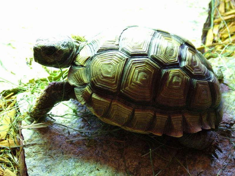 Tudo Sobre Jabuti | Mundo Ecologia