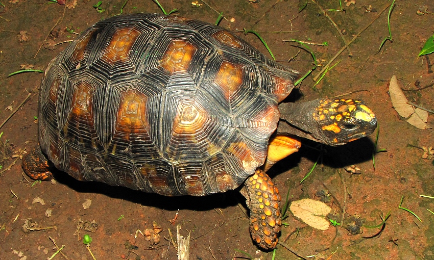 Tudo Sobre Jabuti | Mundo Ecologia