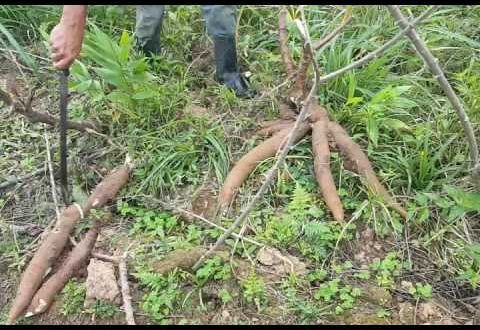 Mandioca Brava Nome Científico | Mundo Ecologia